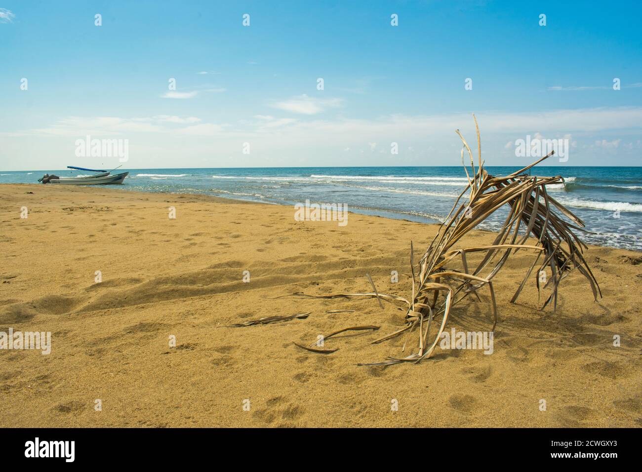 Palma seca en la playa Stock Photo - Alamy