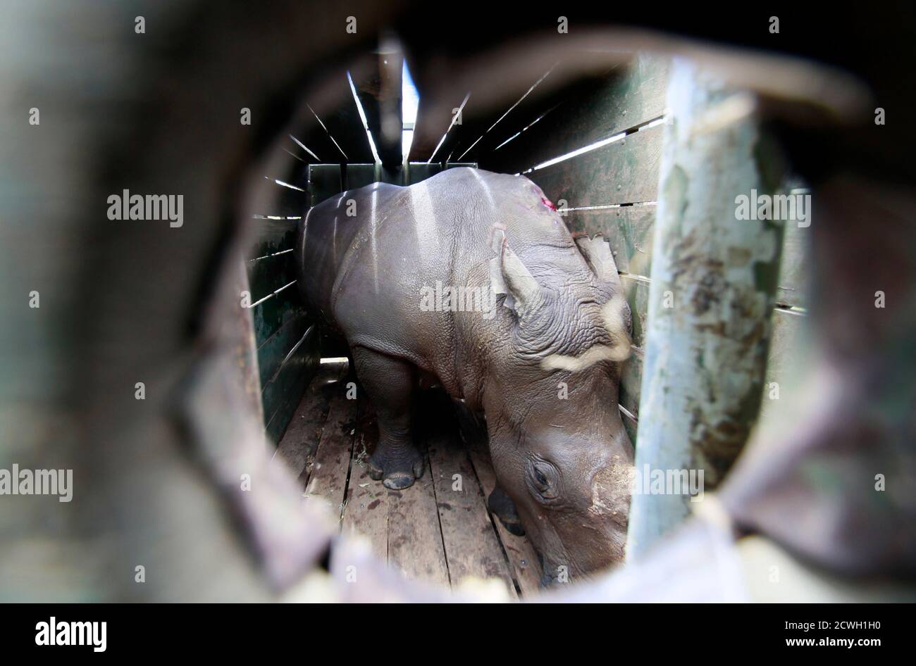 Inside a cage hi-res stock photography and images - Alamy