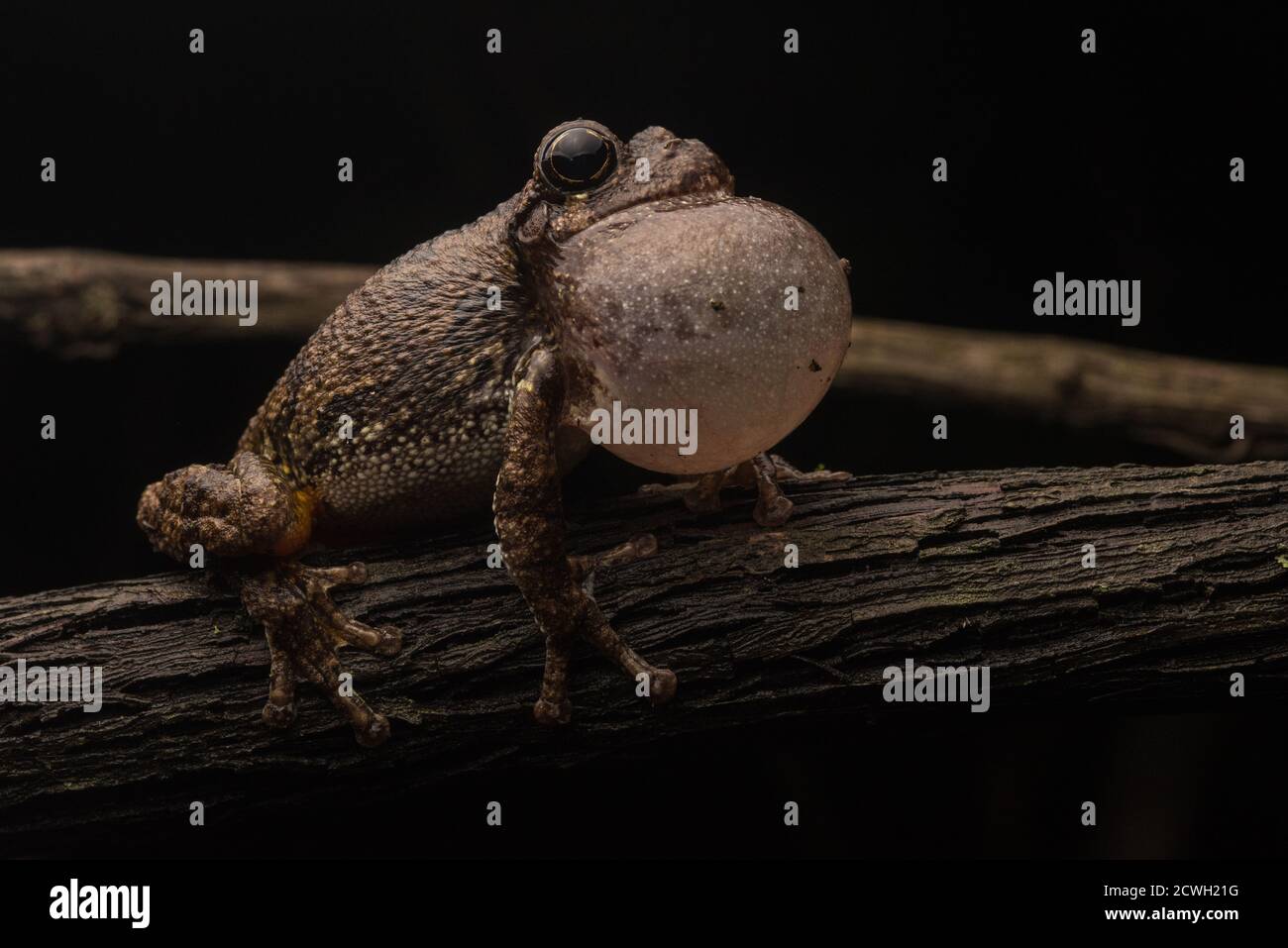 Copes gray tree frog (Dryophytes chrysoscelis) calling in order to ...