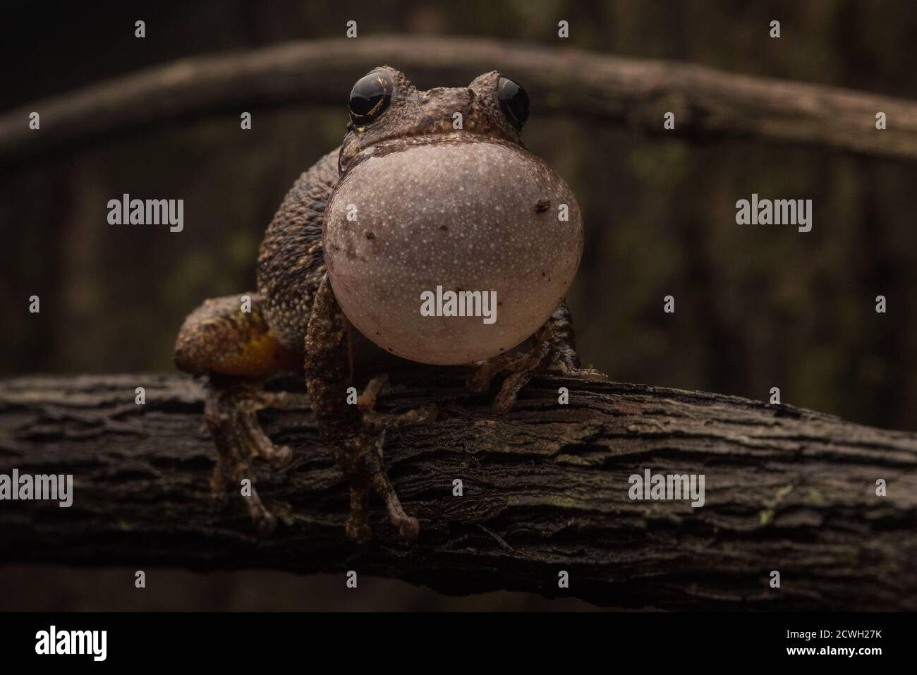 Puffed up vocal sac hi-res stock photography and images - Alamy