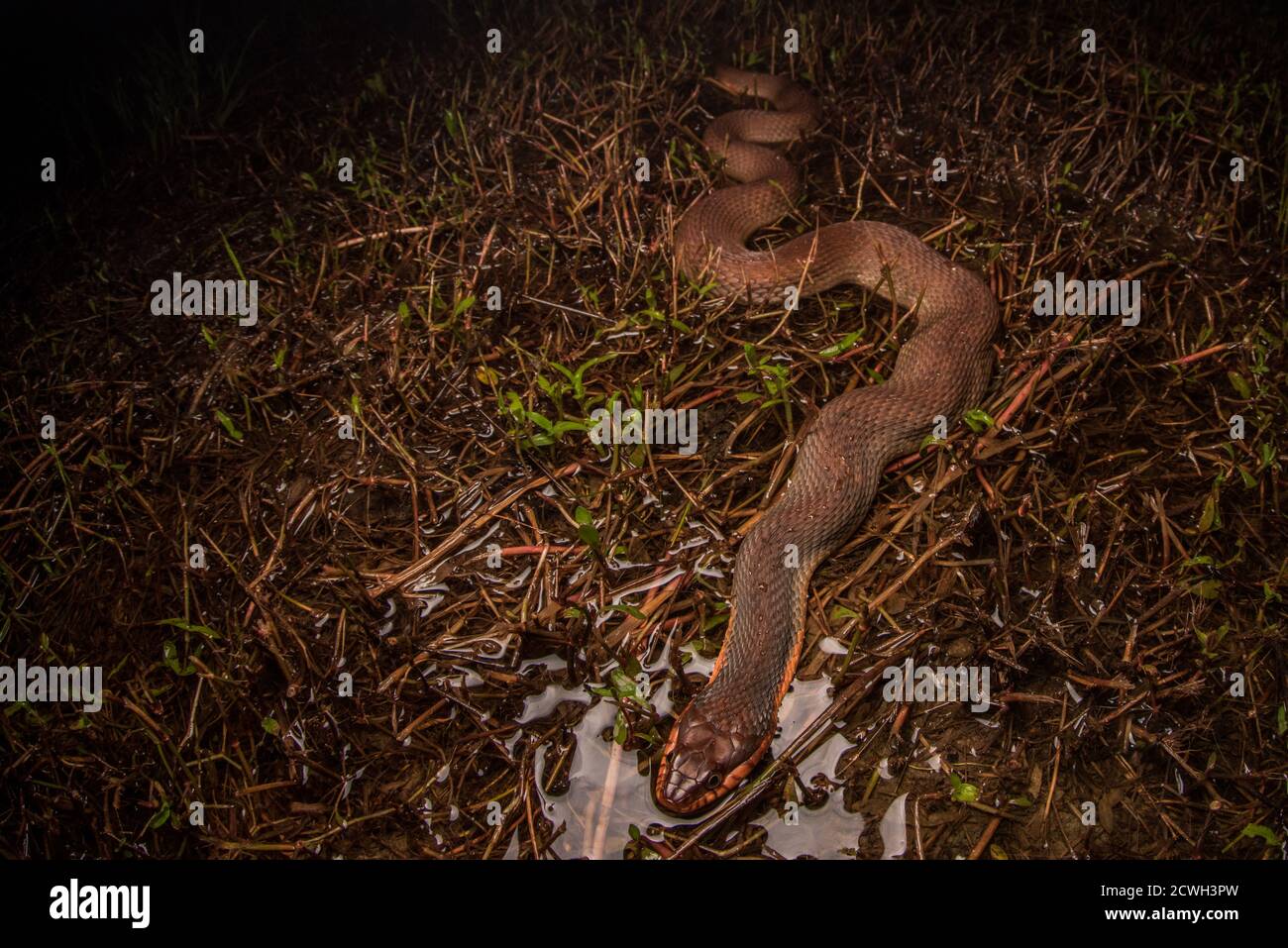 Plainbelly water snake hi-res stock photography and images - Alamy