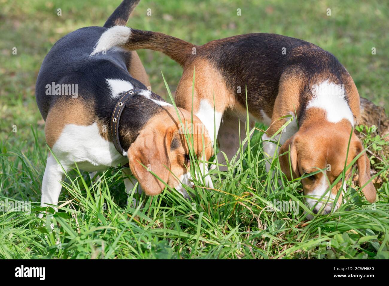 Two cute english beagle puppies are sniffing out traces in the green ...