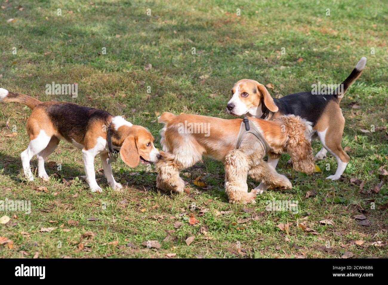 Two cute english beagle puppies and cavalier king charles spaniel puppy ...
