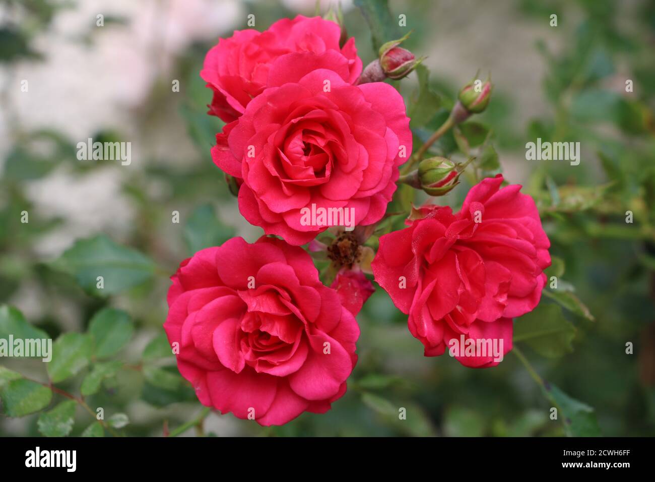 Summer pink roses hi-res stock photography and images - Alamy