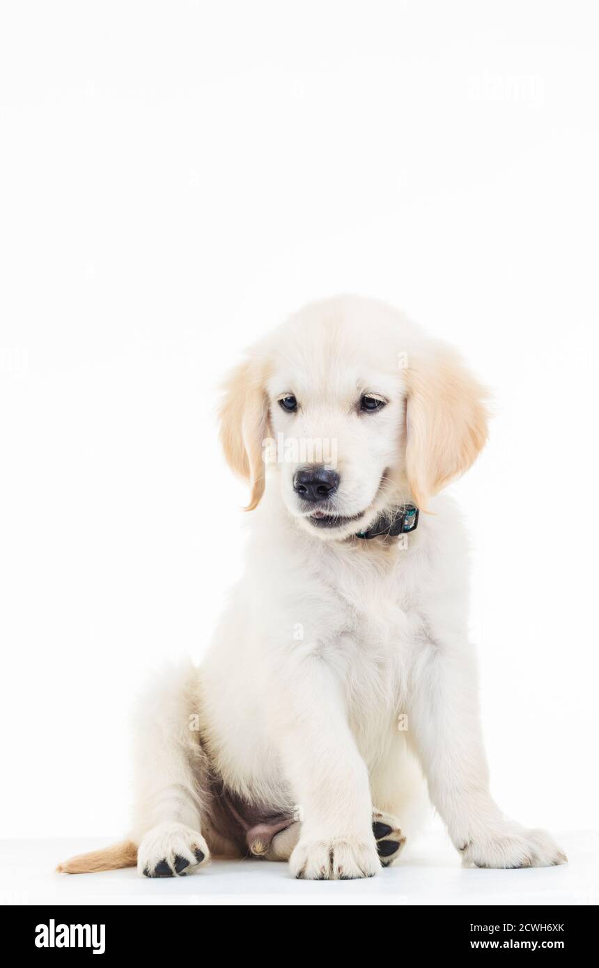 cute golden labrador retriever puppy dog sitting and looks to side in ...