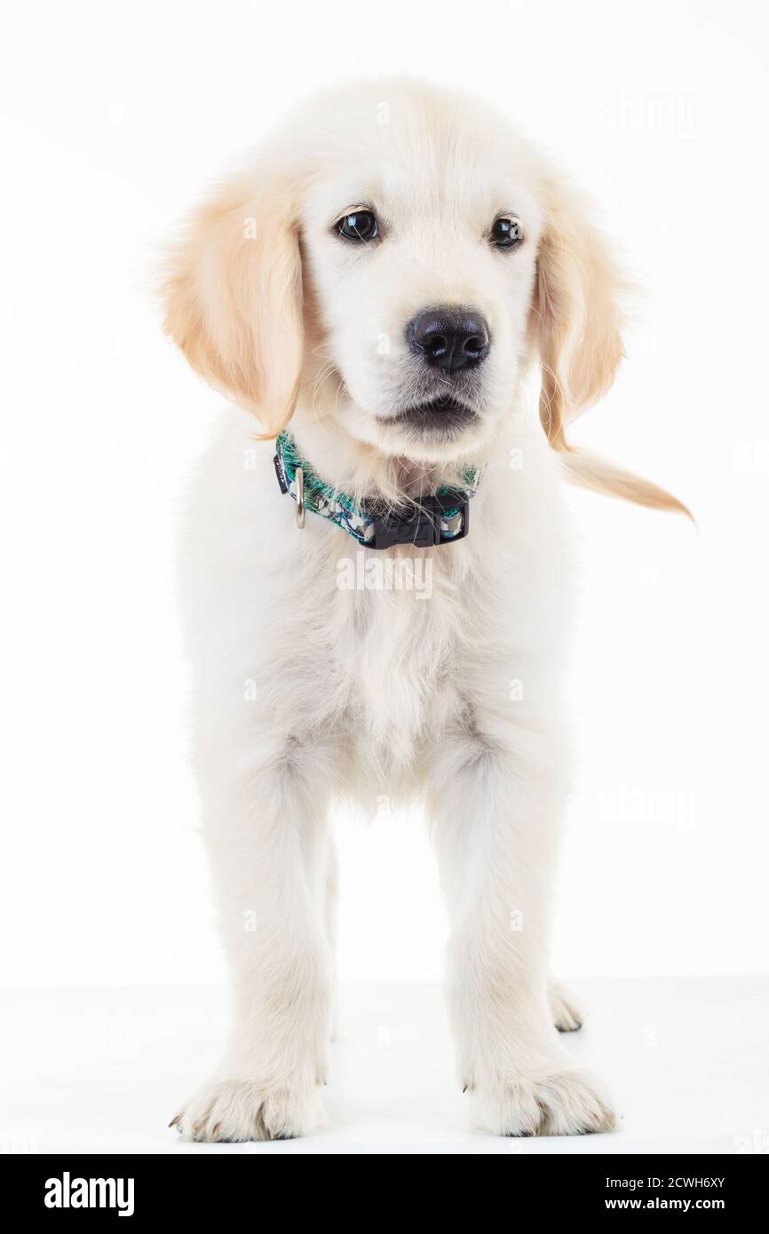 young golden labrador retriever puppy dog standing in studio Stock ...