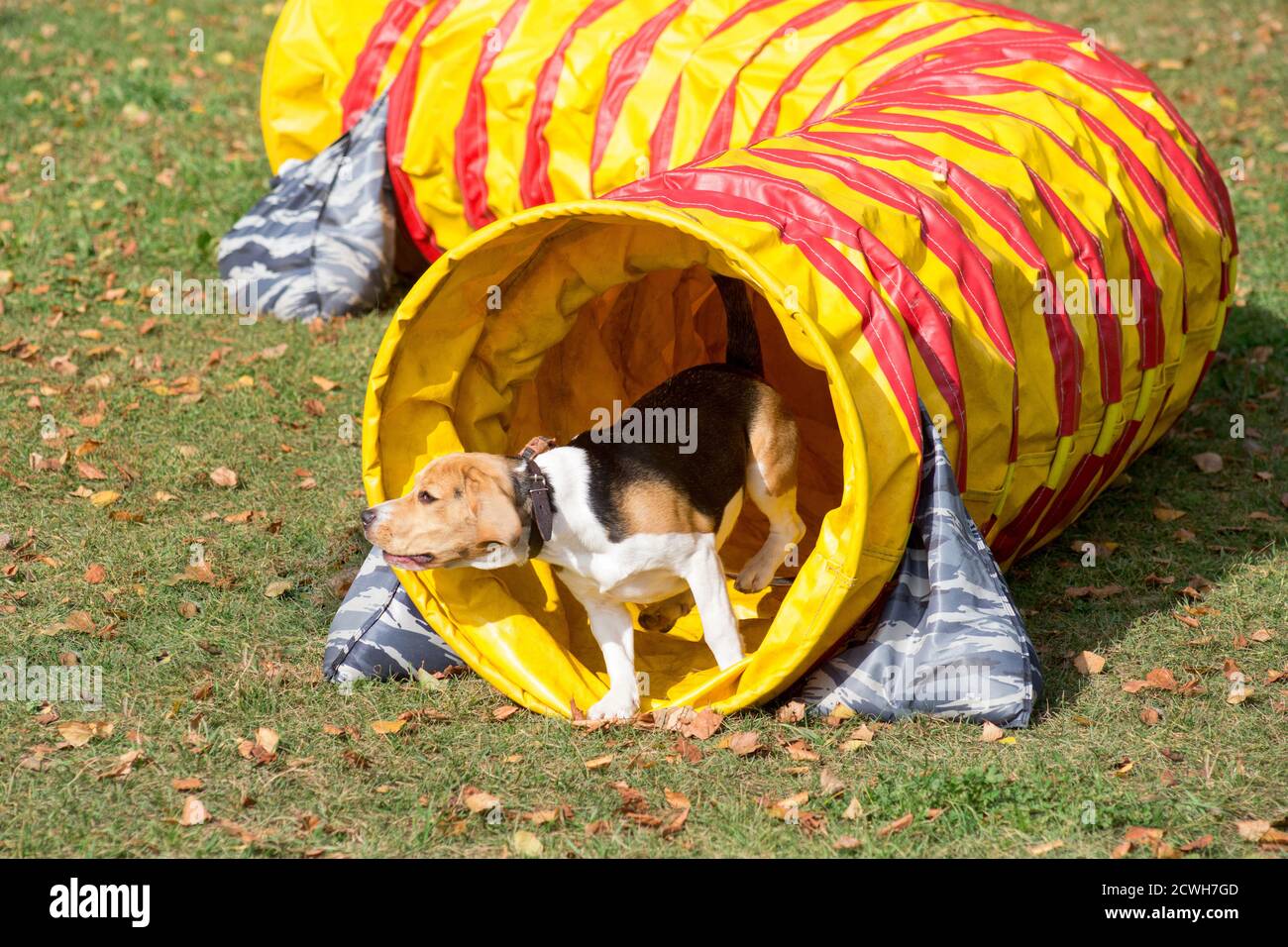 English beagle puppy is running through agility tunnel in the autumn ...