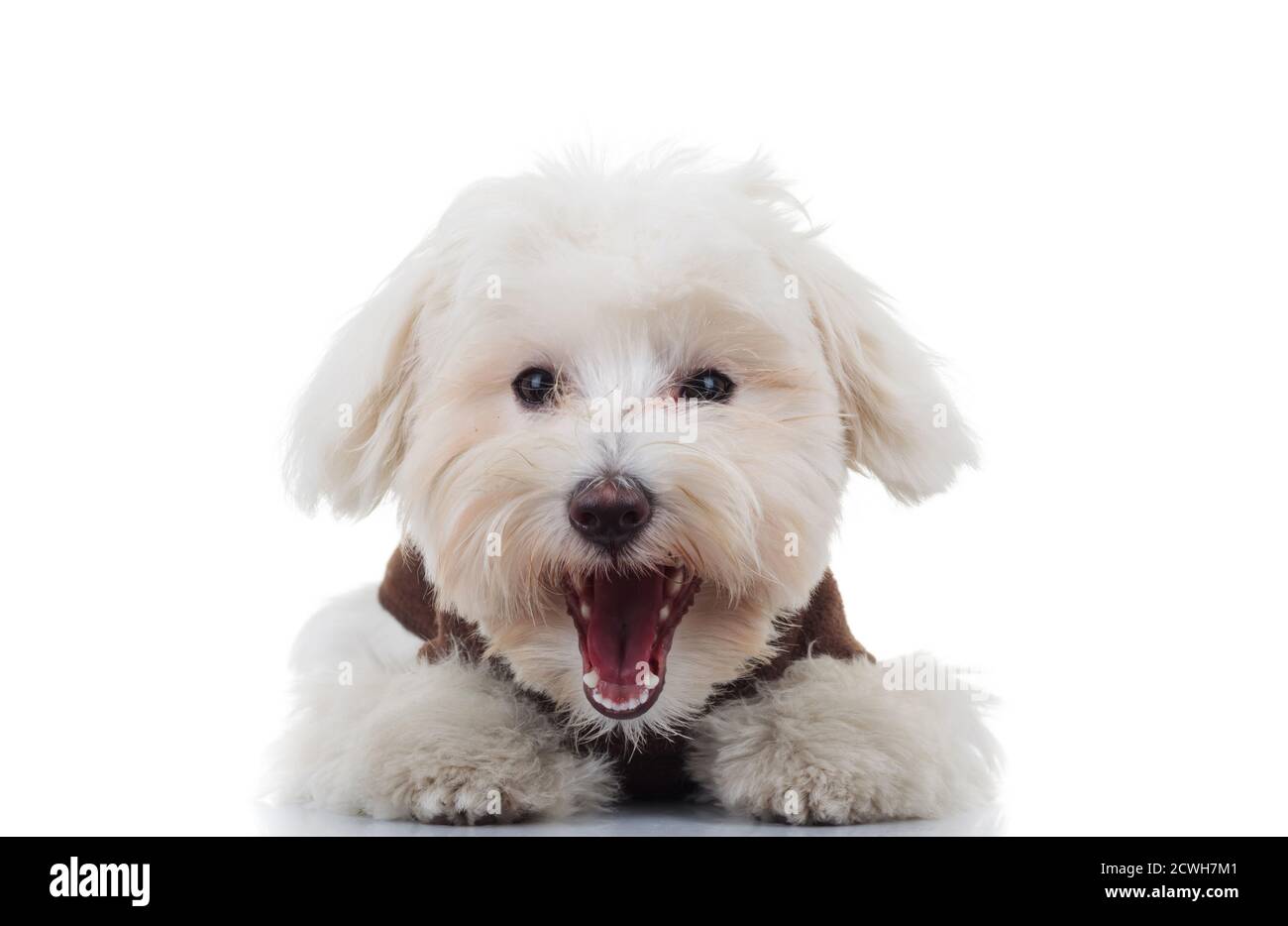 excited bichon puppy dog barking on white background Stock Photo - Alamy