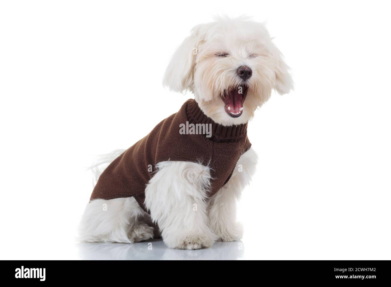 bichon puppy dog wearing clothes is screaming on white background Stock ...