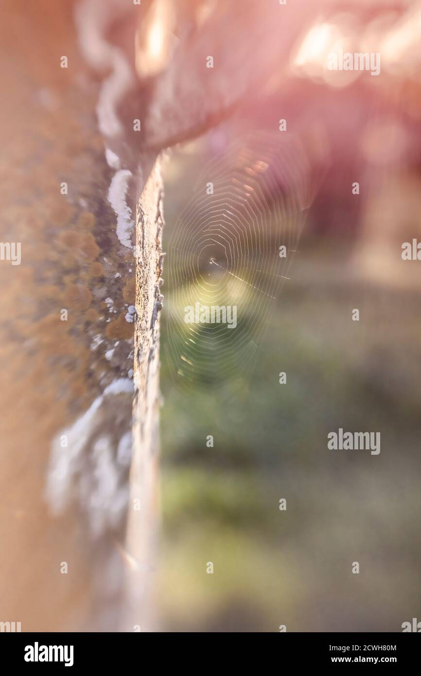 lensbaby image of spider's web on headstone St Michael the Archangel ...