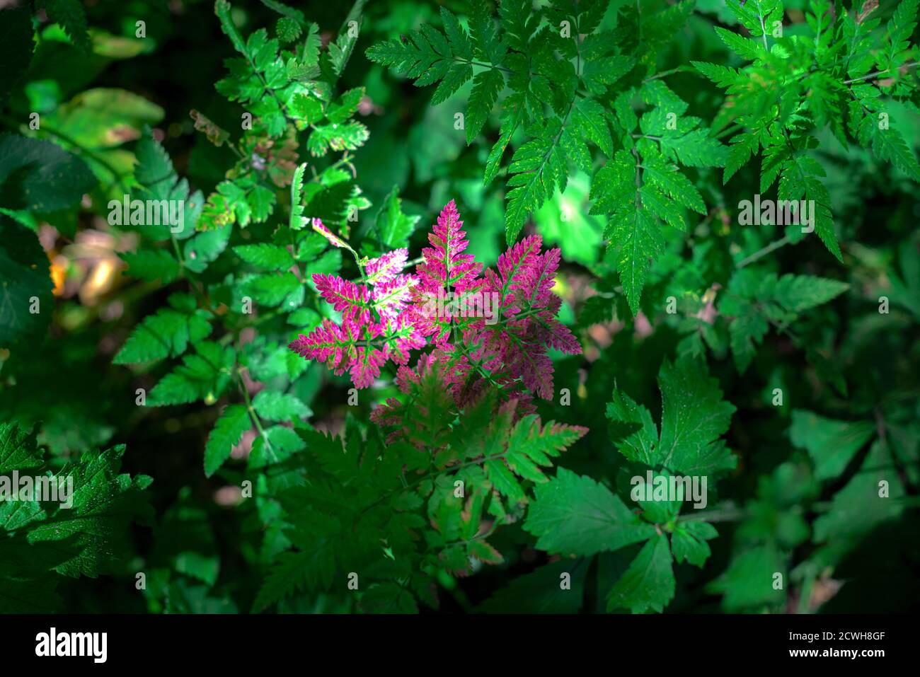 purple fern leaves among the green thickets of forest fern Stock Photo ...