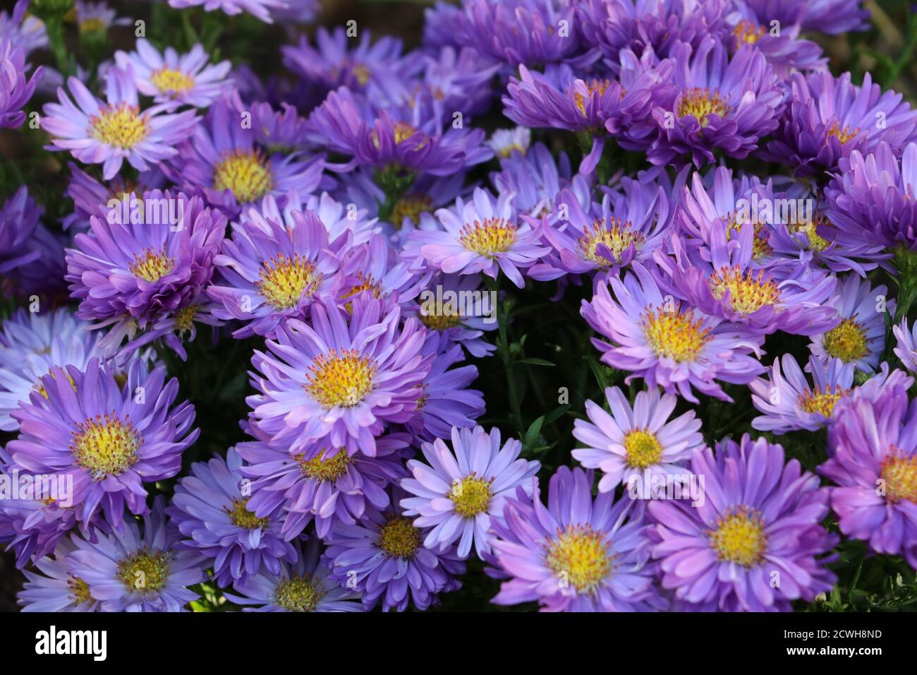 purple aster flowers in autumn garden Stock Photo - Alamy