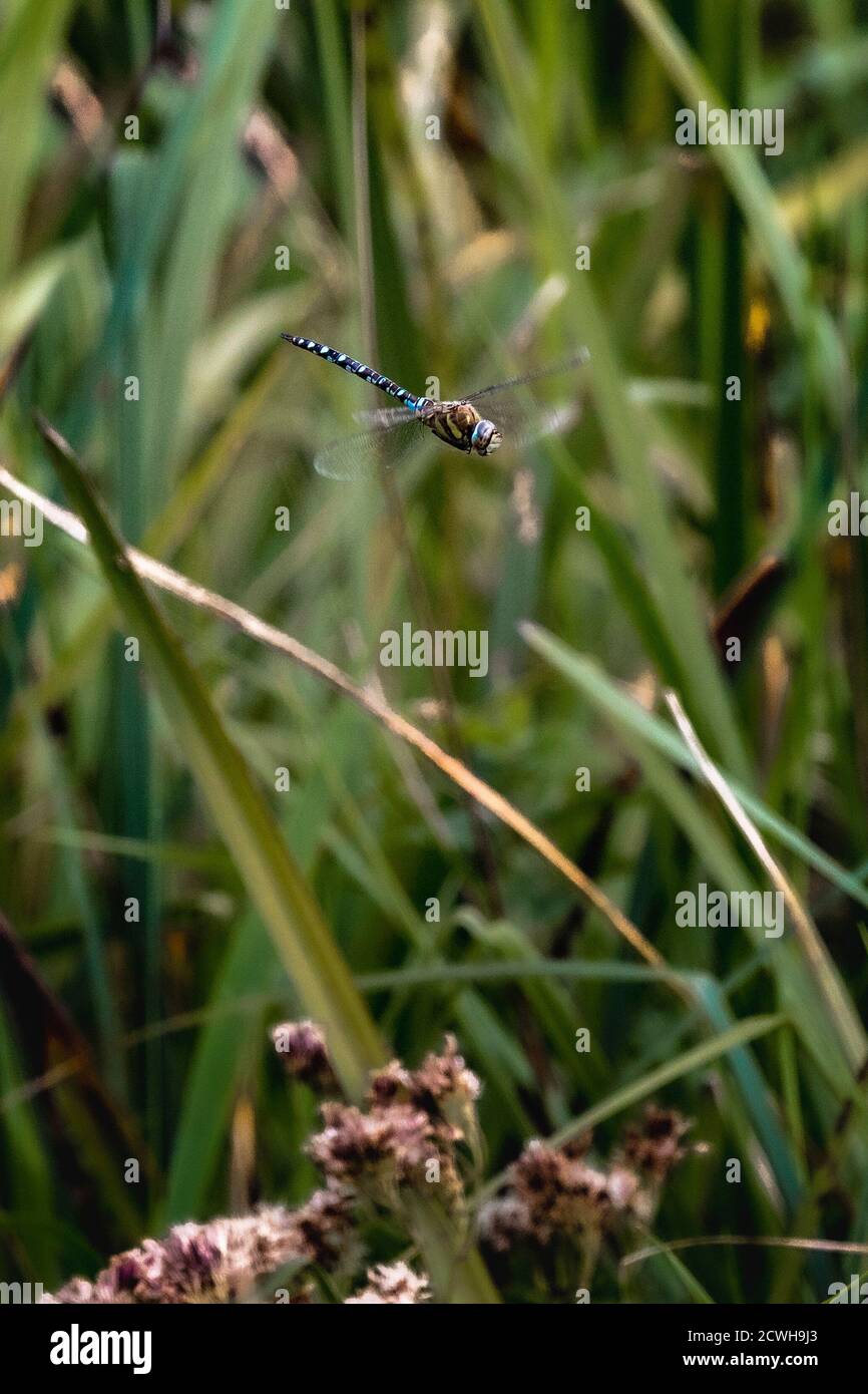 Dragonfly flying wings hi-res stock photography and images - Alamy