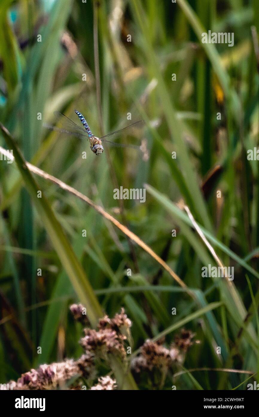 Dragonfly flying hi-res stock photography and images - Alamy