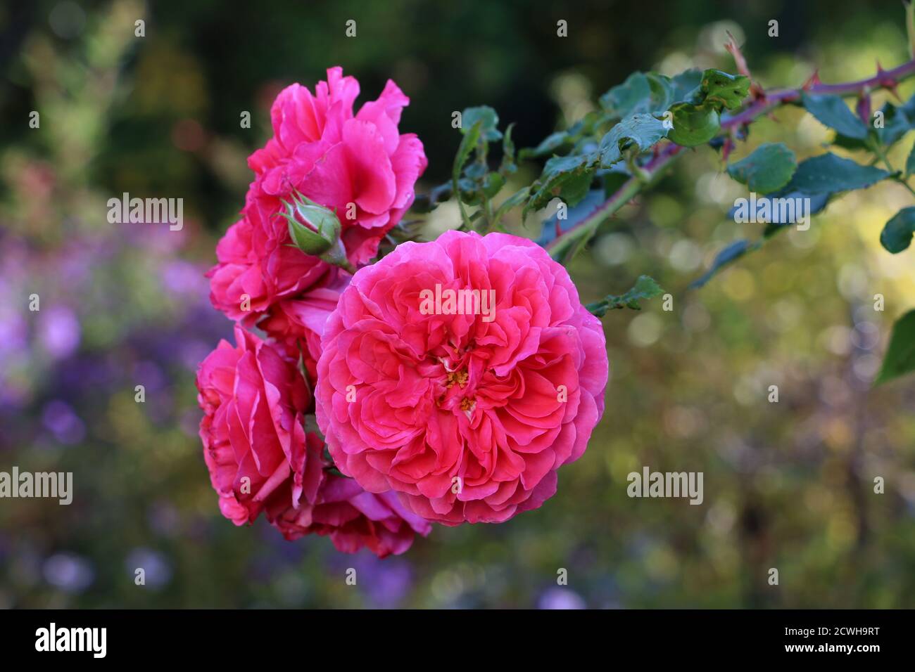 pink rose Rosarium Uetersen in autumn Stock Photo - Alamy