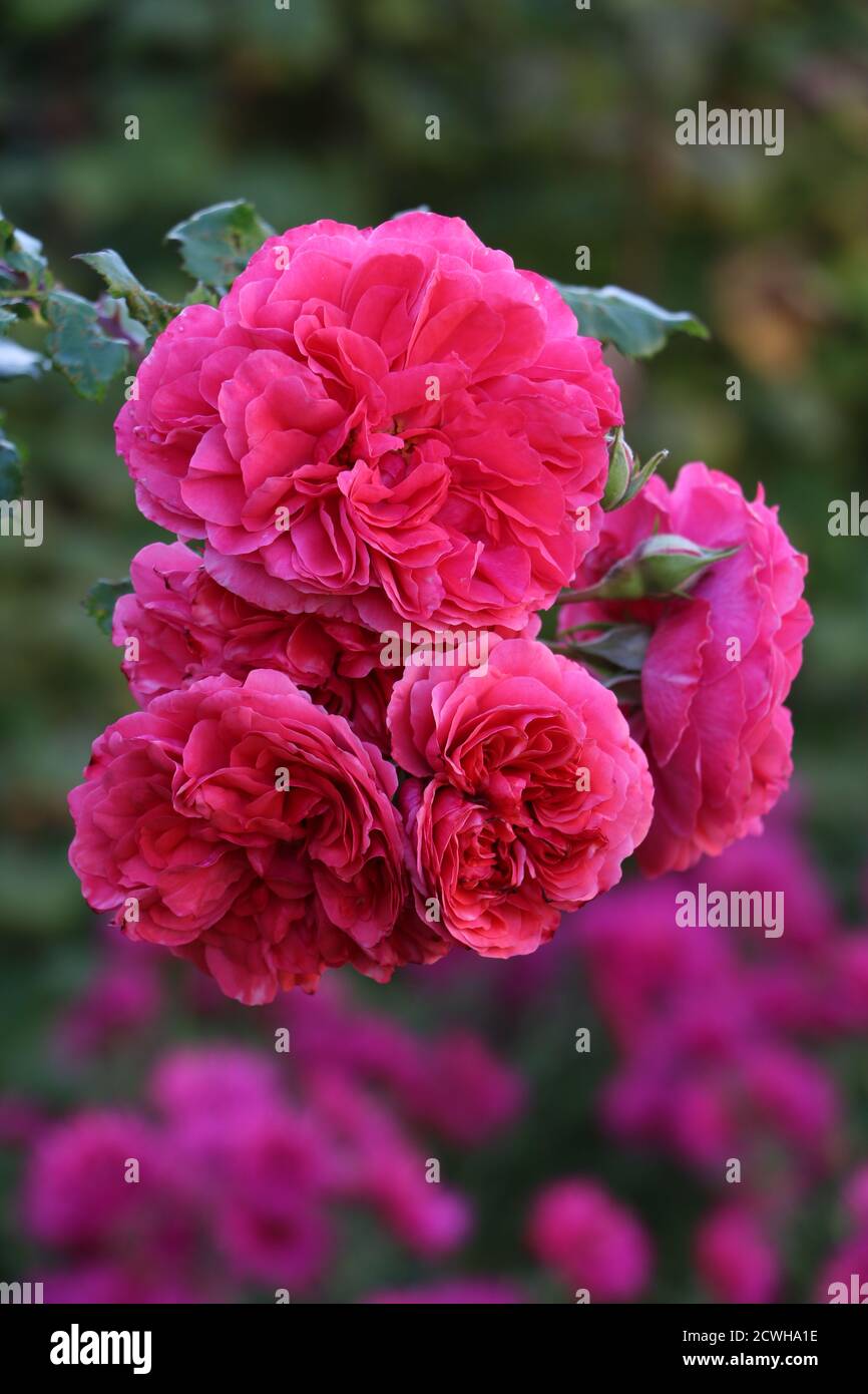 pink rose Rosarium Uetersen in autumn Stock Photo - Alamy