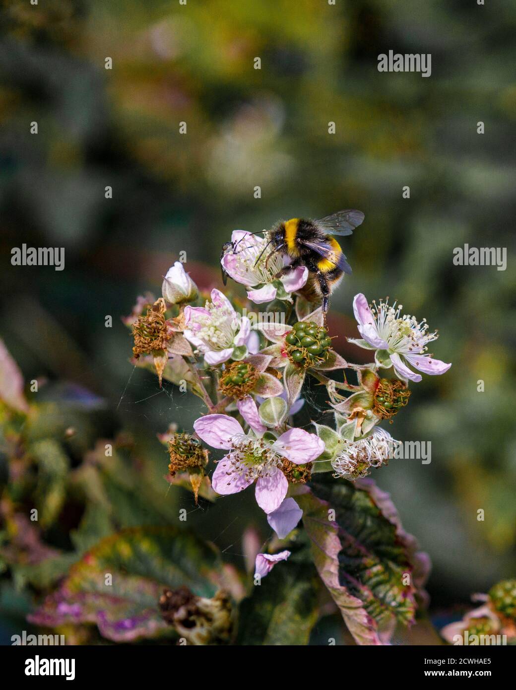 On brambles hi-res stock photography and images - Alamy