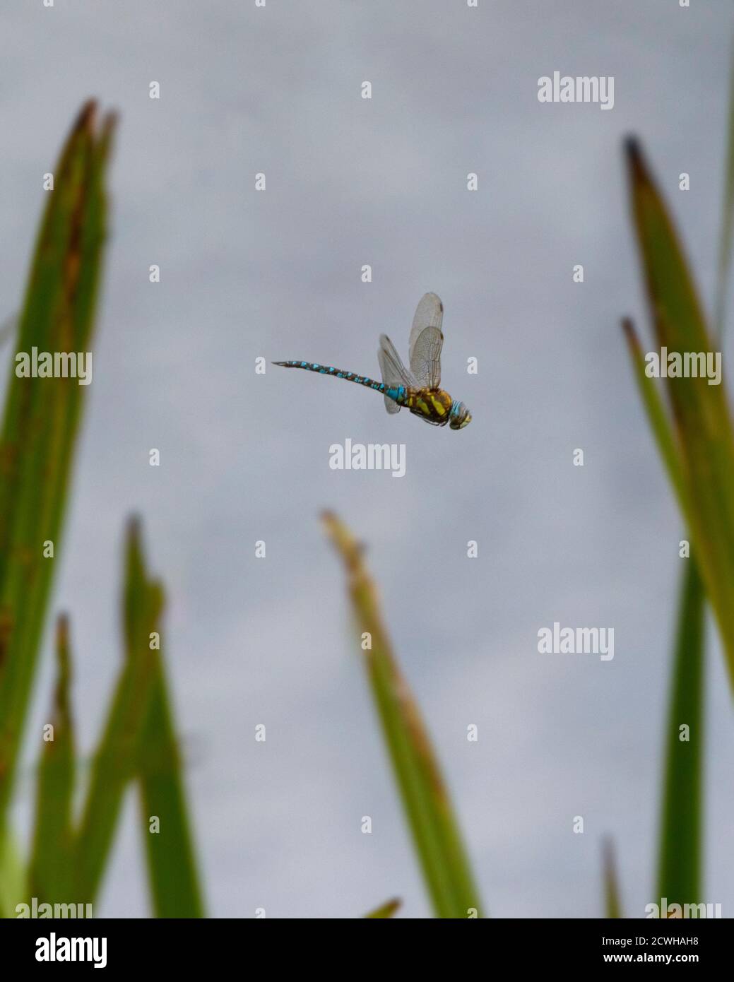 Dragonfly flying wings hi-res stock photography and images - Alamy