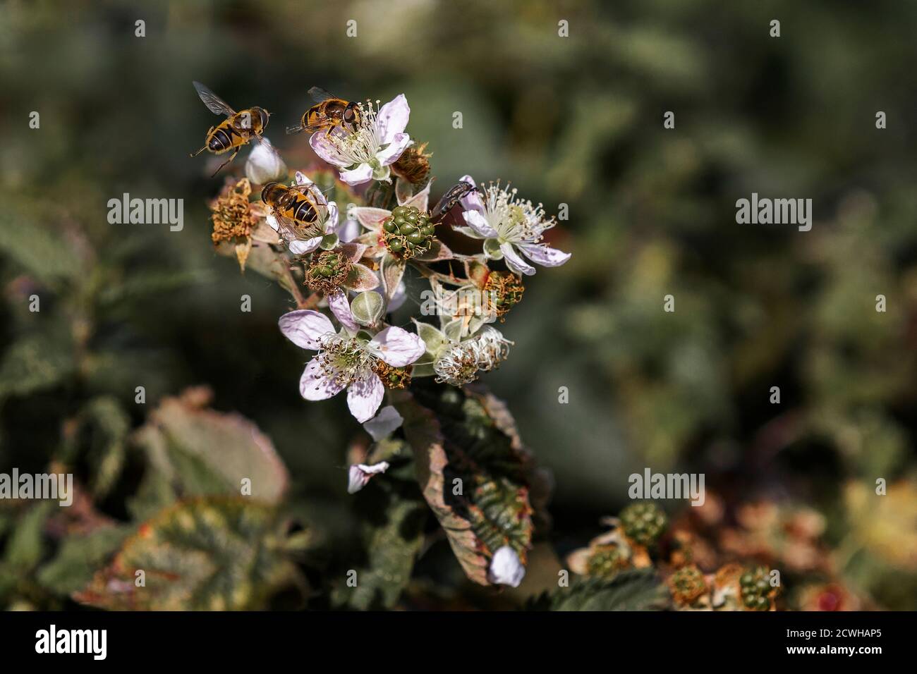 group of wasps on brambles Stock Photo - Alamy