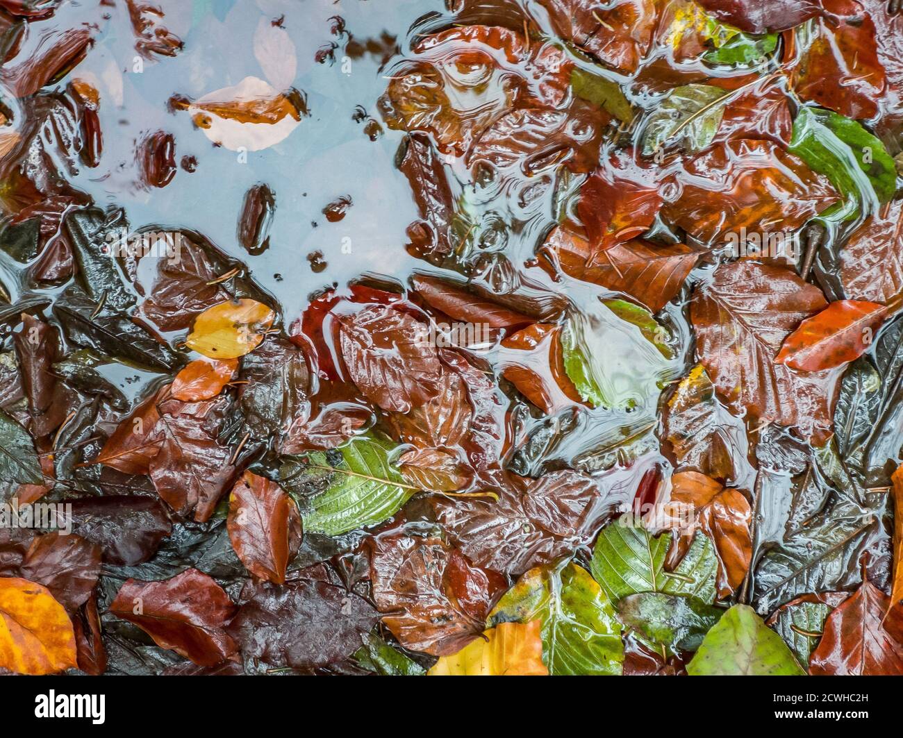 Top view of fallen autumn leaves floating on the water surface Stock ...