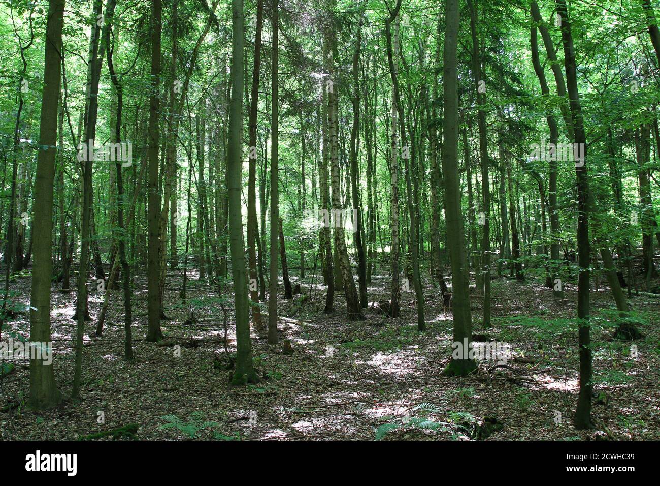 View of tall trees in the forest Stock Photo - Alamy