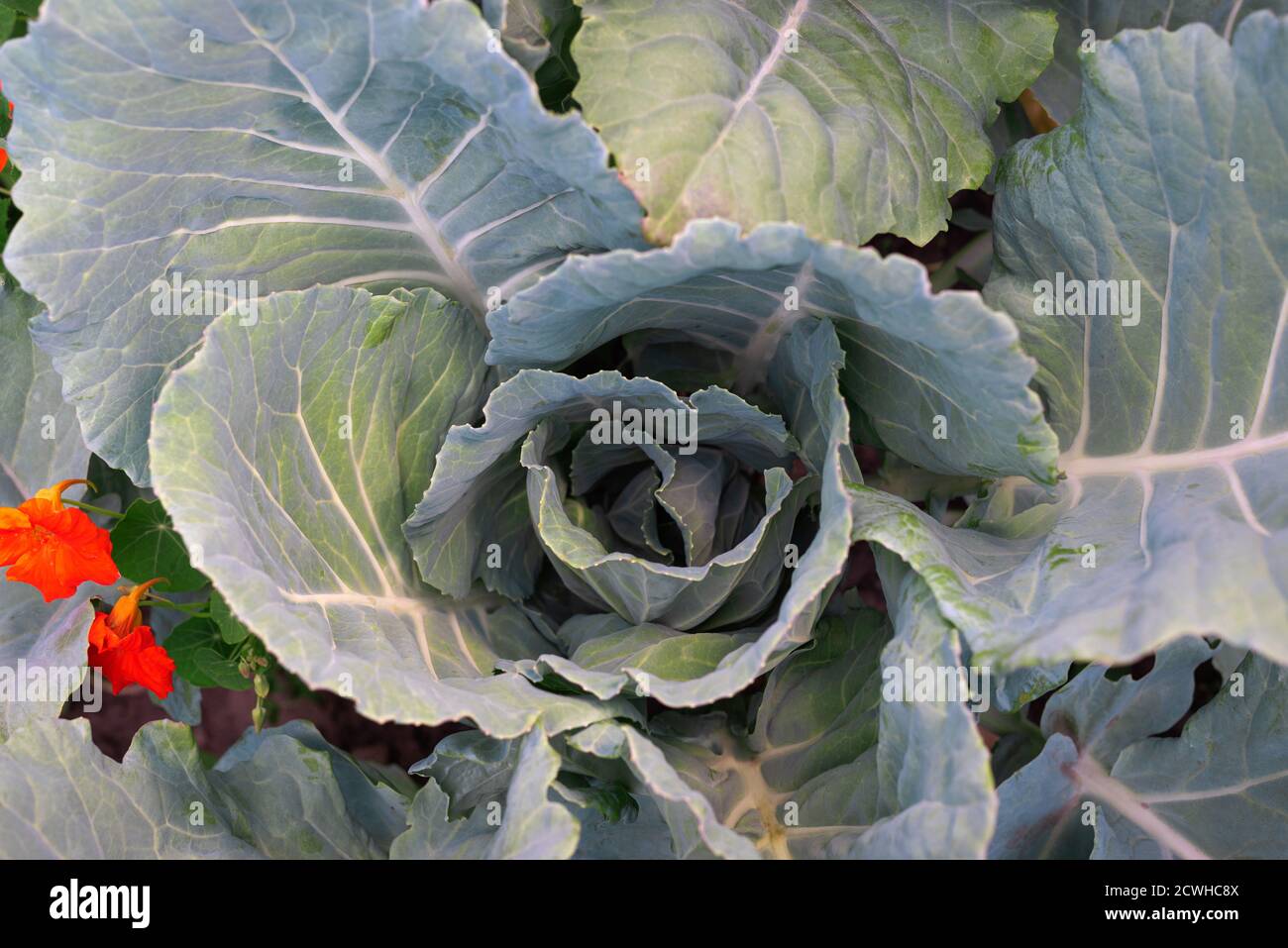 Harvest garden cabbage hi-res stock photography and images - Alamy