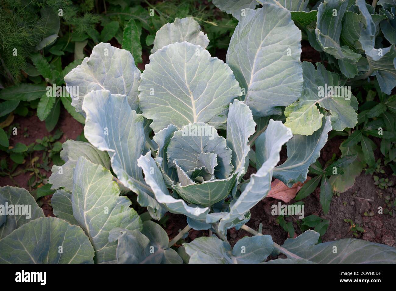 Cabbages plantation hi-res stock photography and images - Alamy