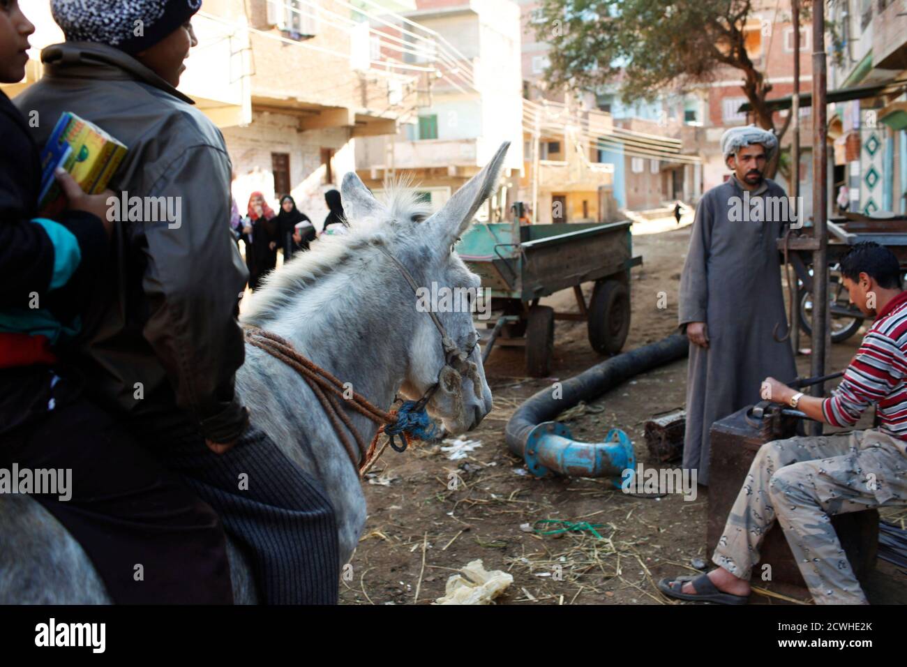 Strong donkey hi-res stock photography and images - Alamy