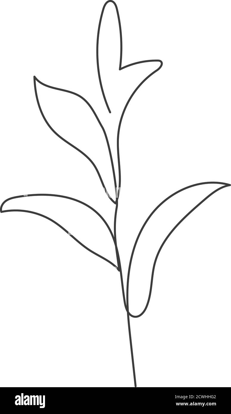 A plant drawn in a vector by one continuous line Stock Vector Image ...