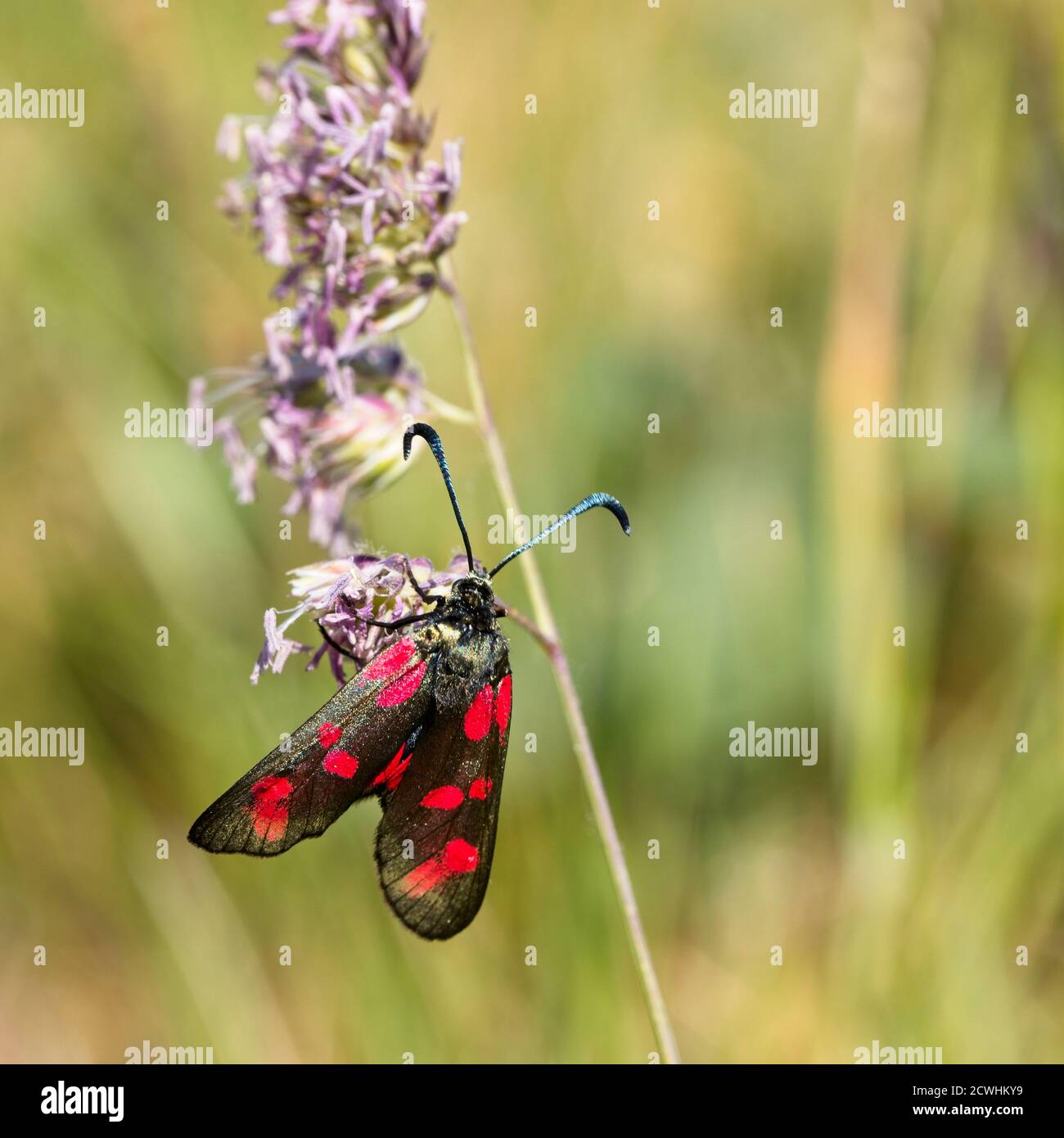 Six-spot Burnet Moth (Zygaena filipendulae), Cornwall, England, UK ...