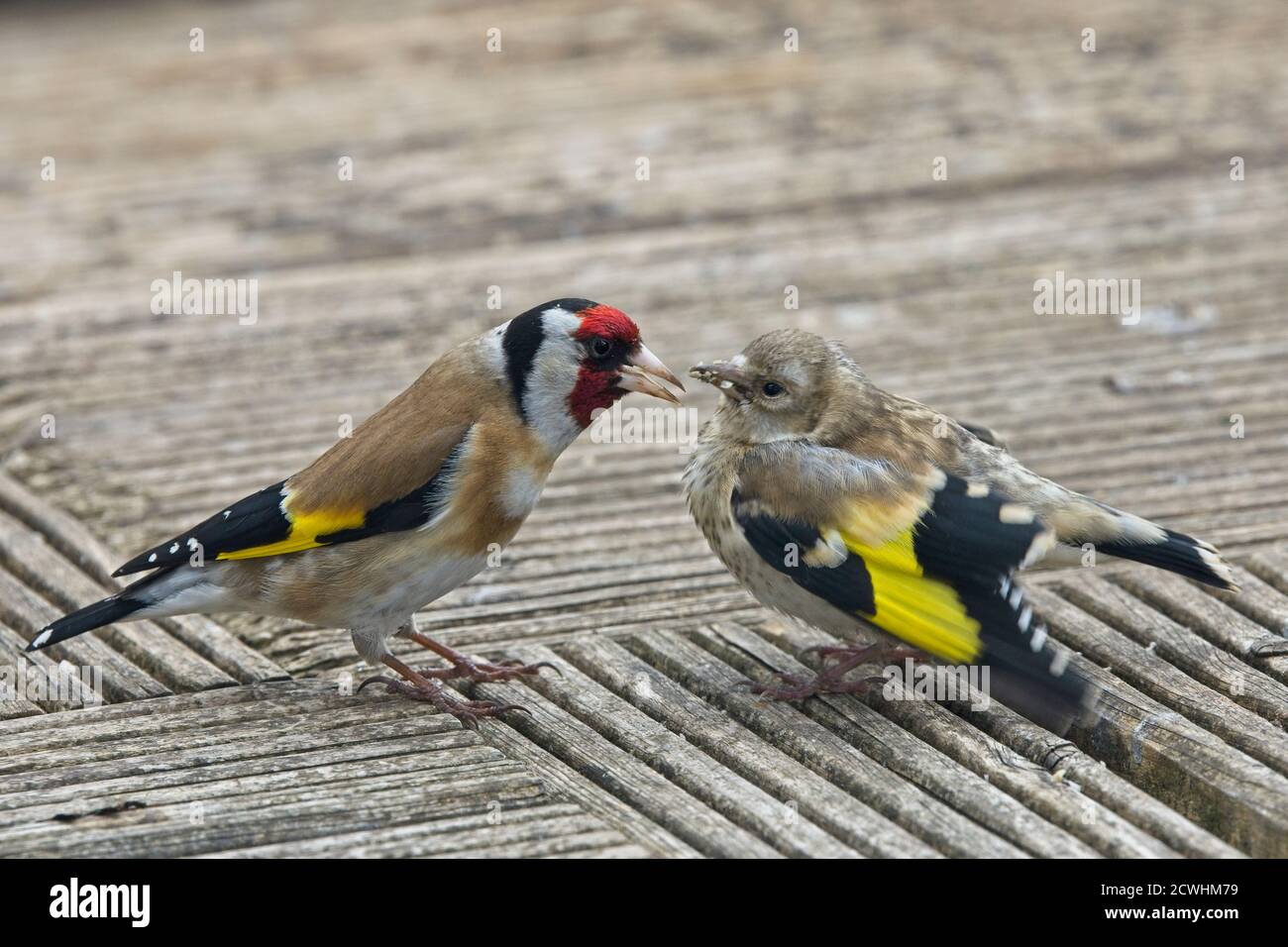 European Goldfinch, adult feeding begging juvenile, Cornwall, England ...