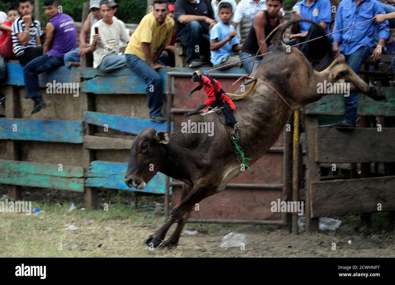 A monkey rides on the back of a bull during a bullfighting event at the ...