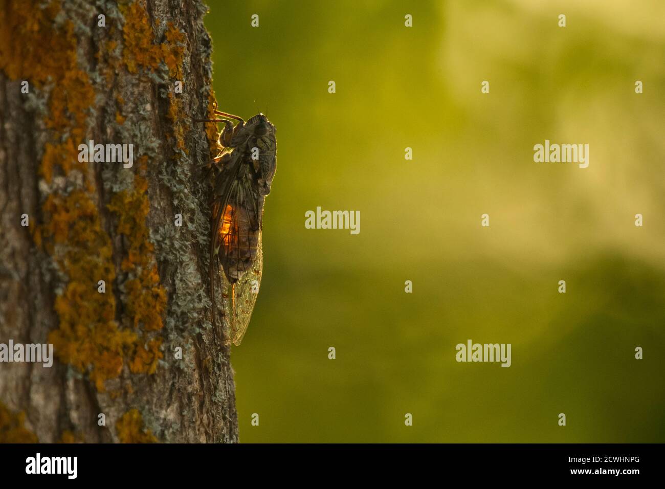 Common cicada hi-res stock photography and images - Alamy