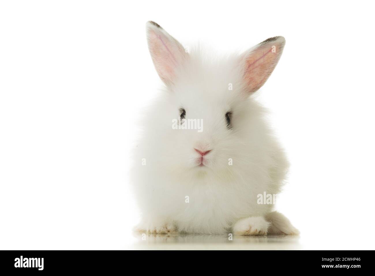 adorable white bunny rabbit isolated on white background Stock Photo ...