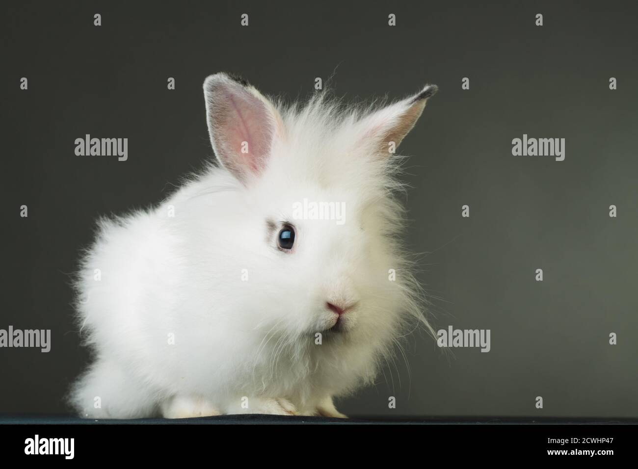 side view of a small white rabbit standing on grey studio background ...
