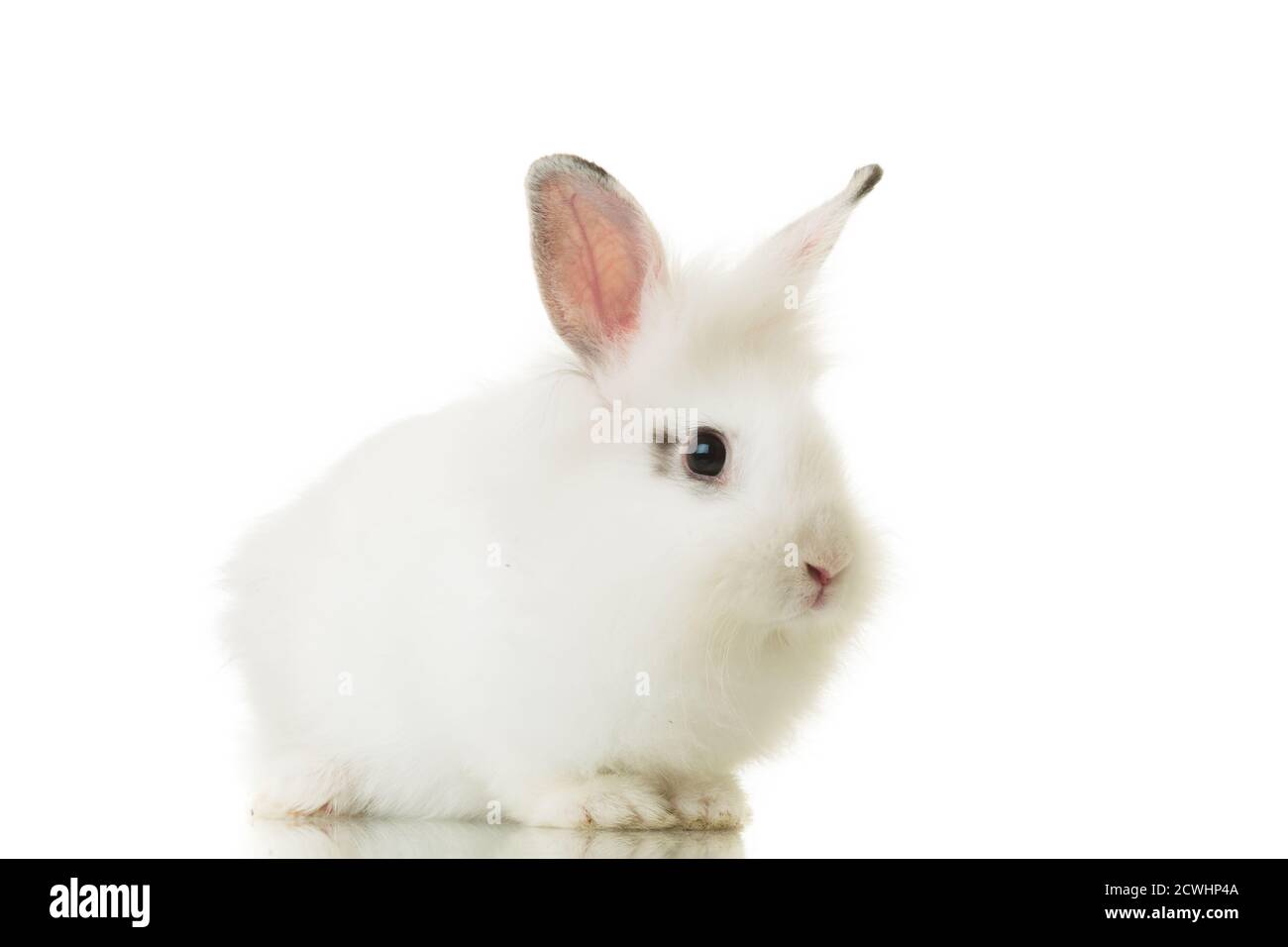 side view of a small rabbit standing isolated on white studio ...