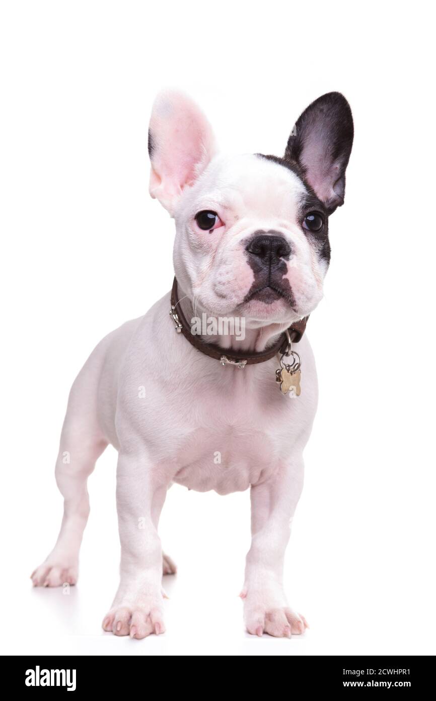 full body picture of a standing french bulldog puppy dog isolated on ...