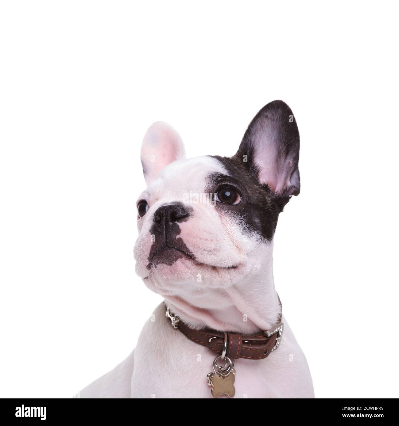 square picture of a cute french bulldog puppy dog posing against white ...