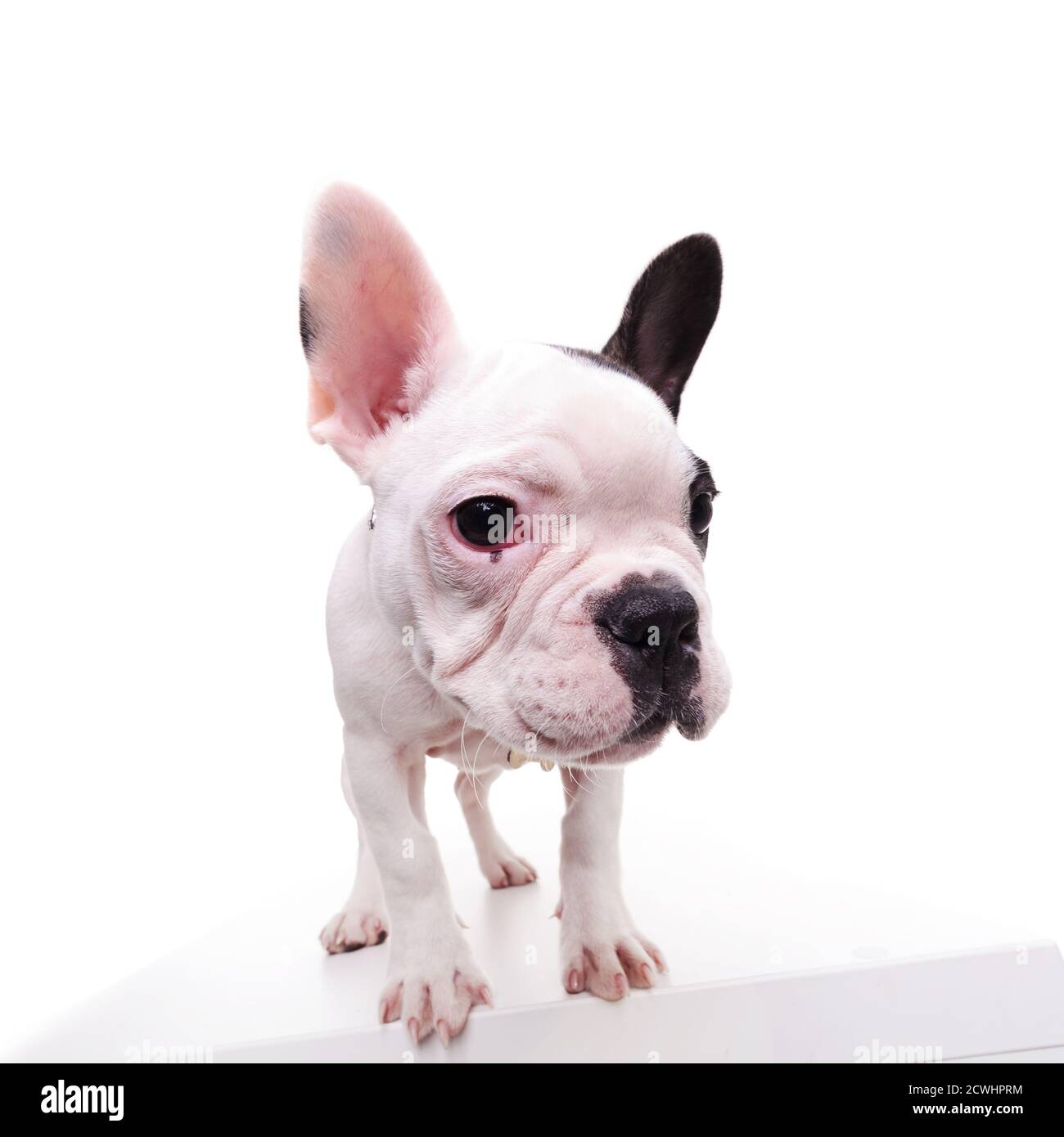 portrait of a standing frenchie standing on white background, wide ...
