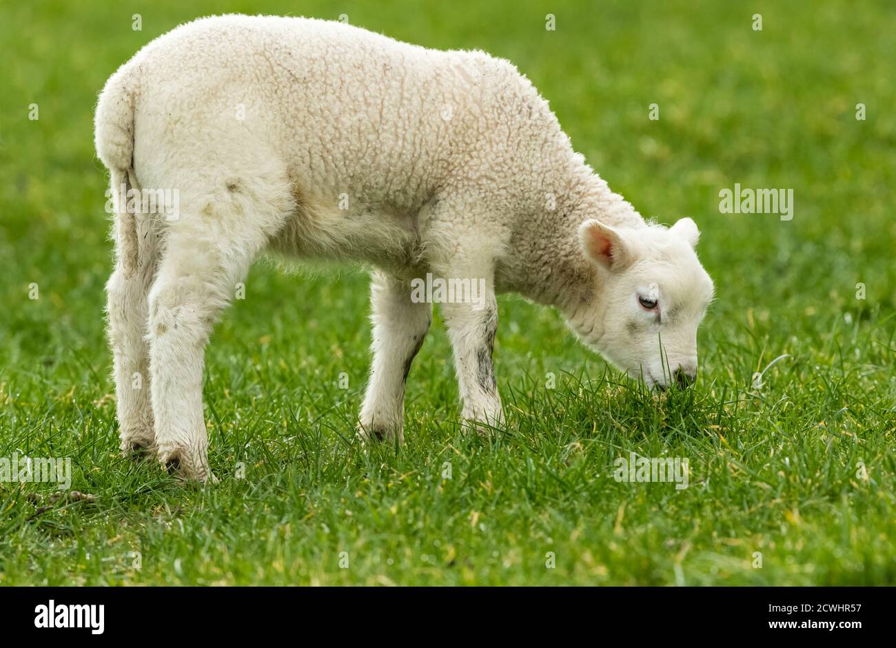 Lamb on the cross hi-res stock photography and images - Alamy