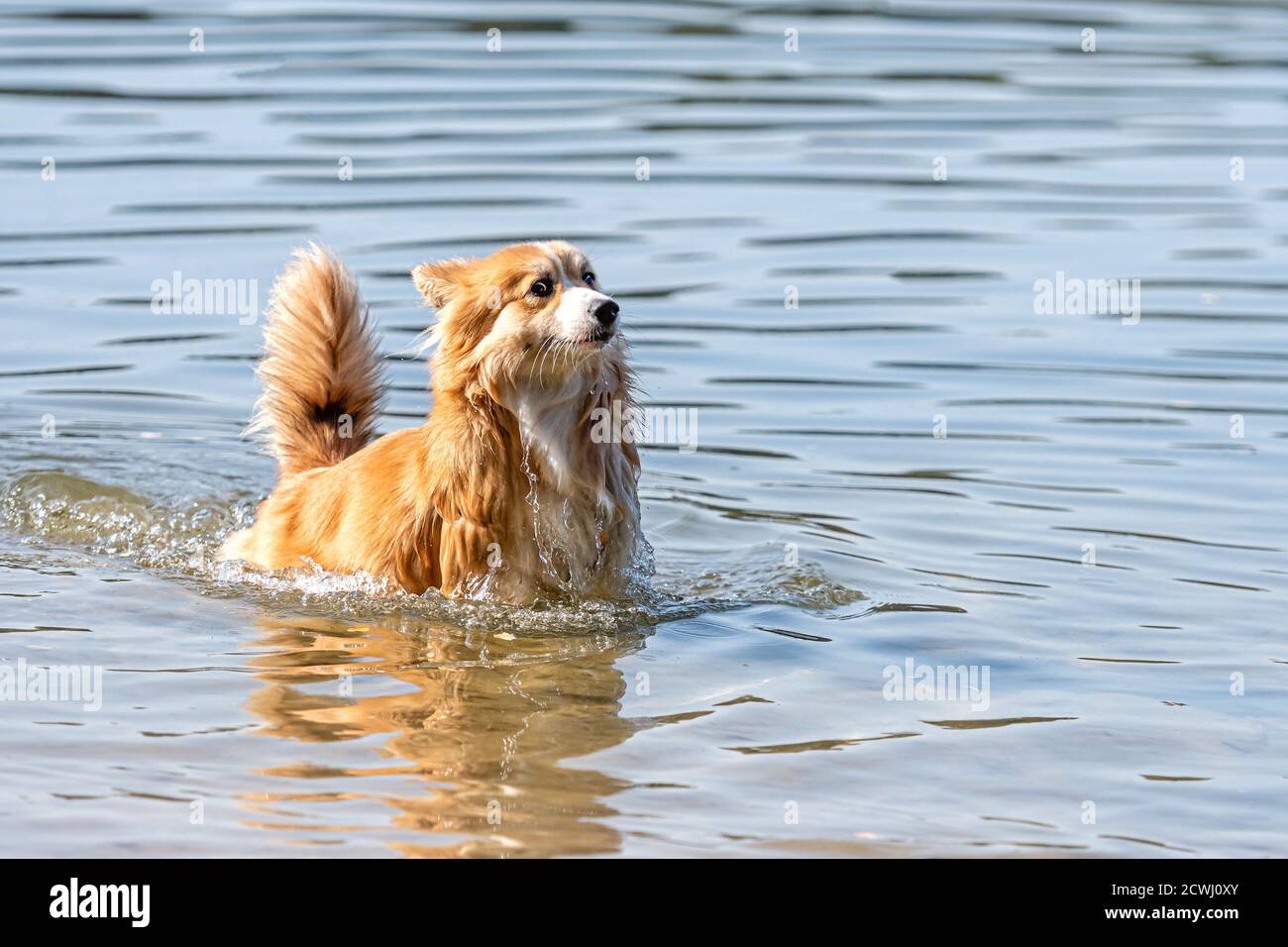 Welsh corgi water hi-res stock photography and images - Alamy