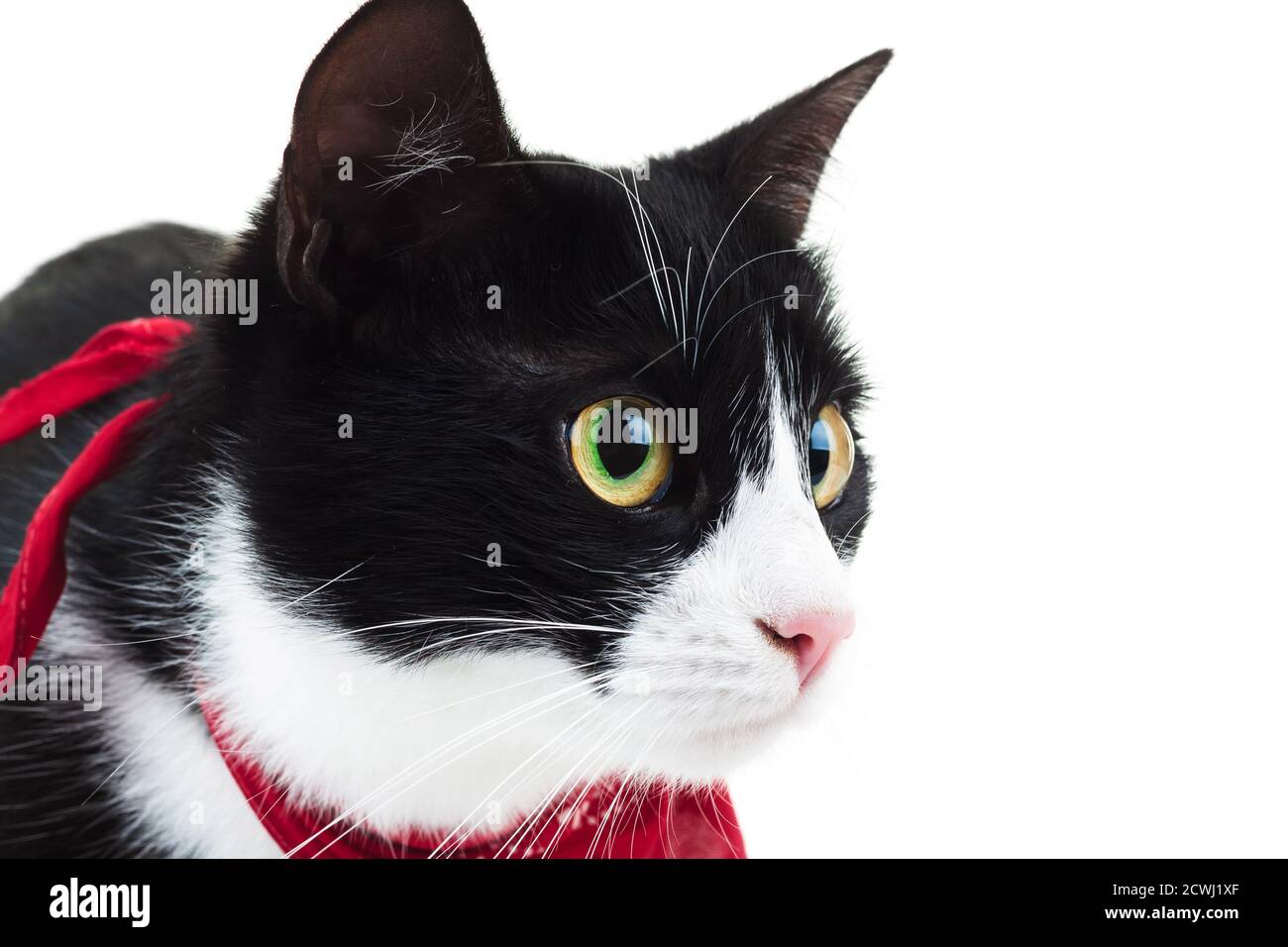 close up of a cute cat wearing red scarf, side view on white background ...