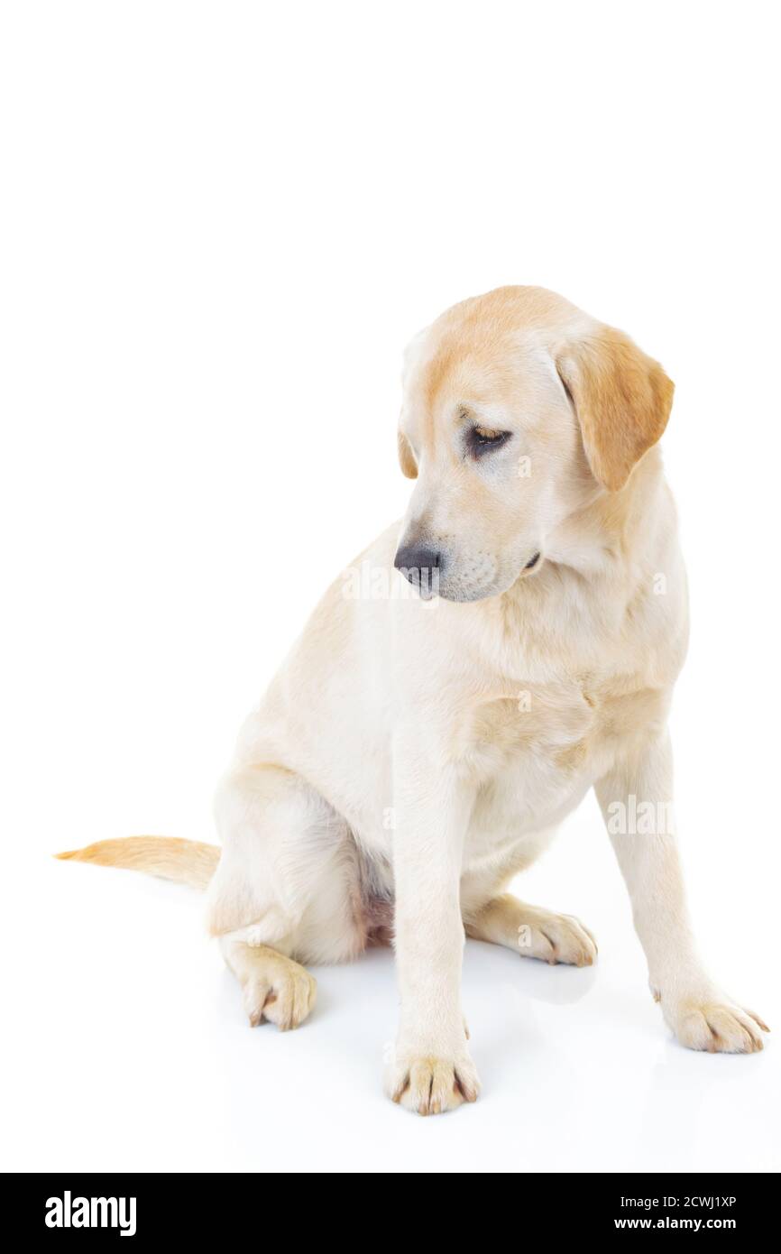 side view of a labrador retriever dog looking back to something ...