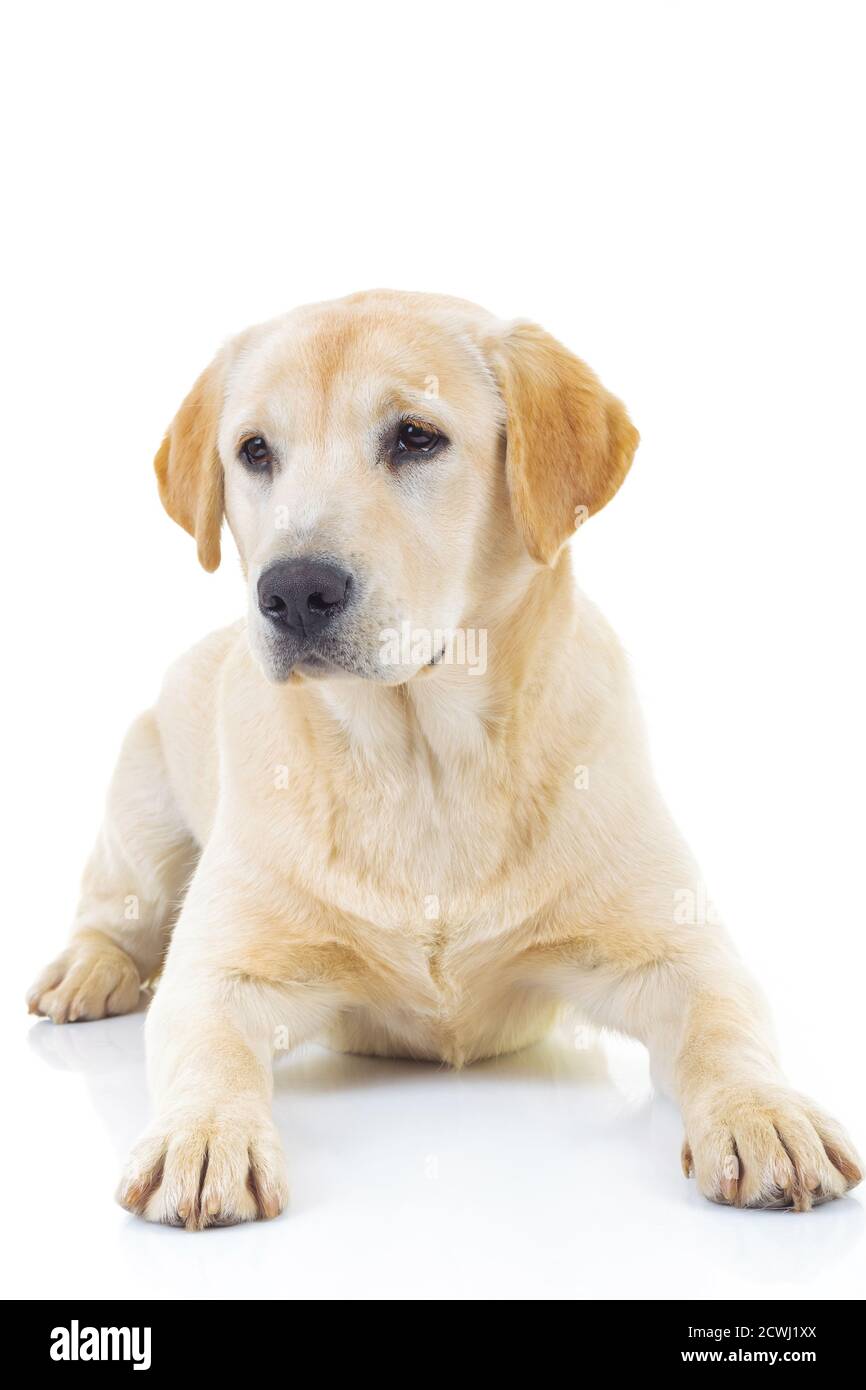 sad seated labrador retriever dog , isolated on white background Stock ...