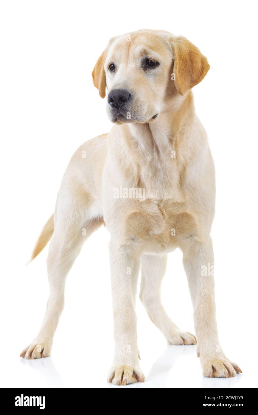 standing labrador retriever dog is looking away from the camera on ...