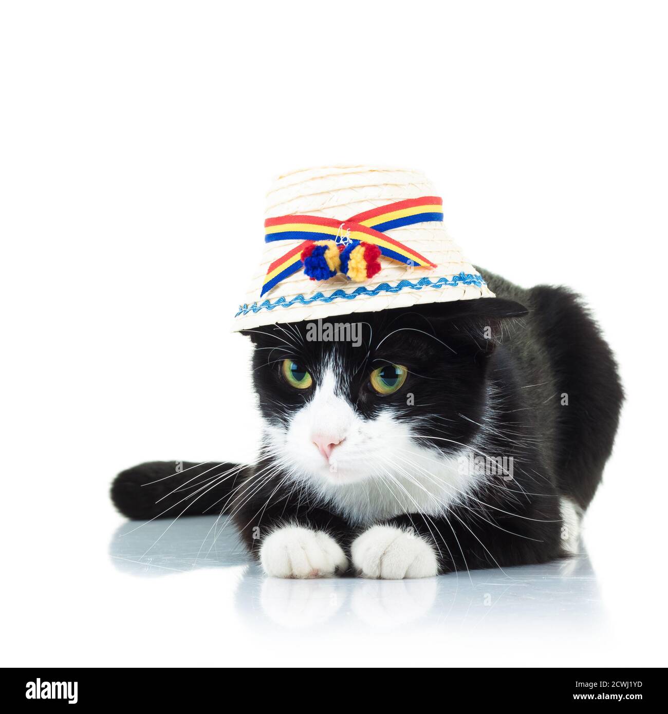 cat wearing traditional romanian hat from maramures county isolated on ...