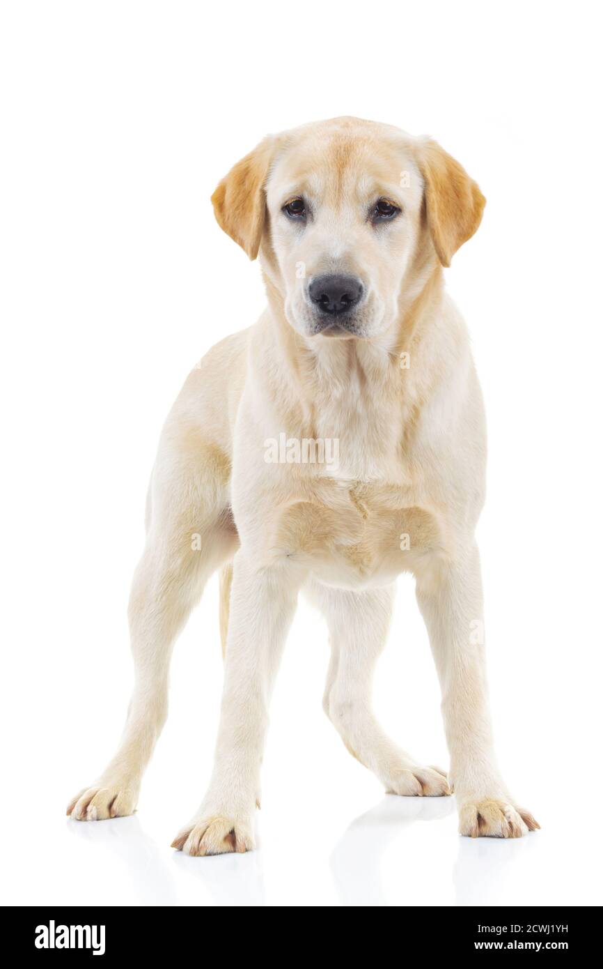 full body picture of a labrador retriever dog standing up on white ...