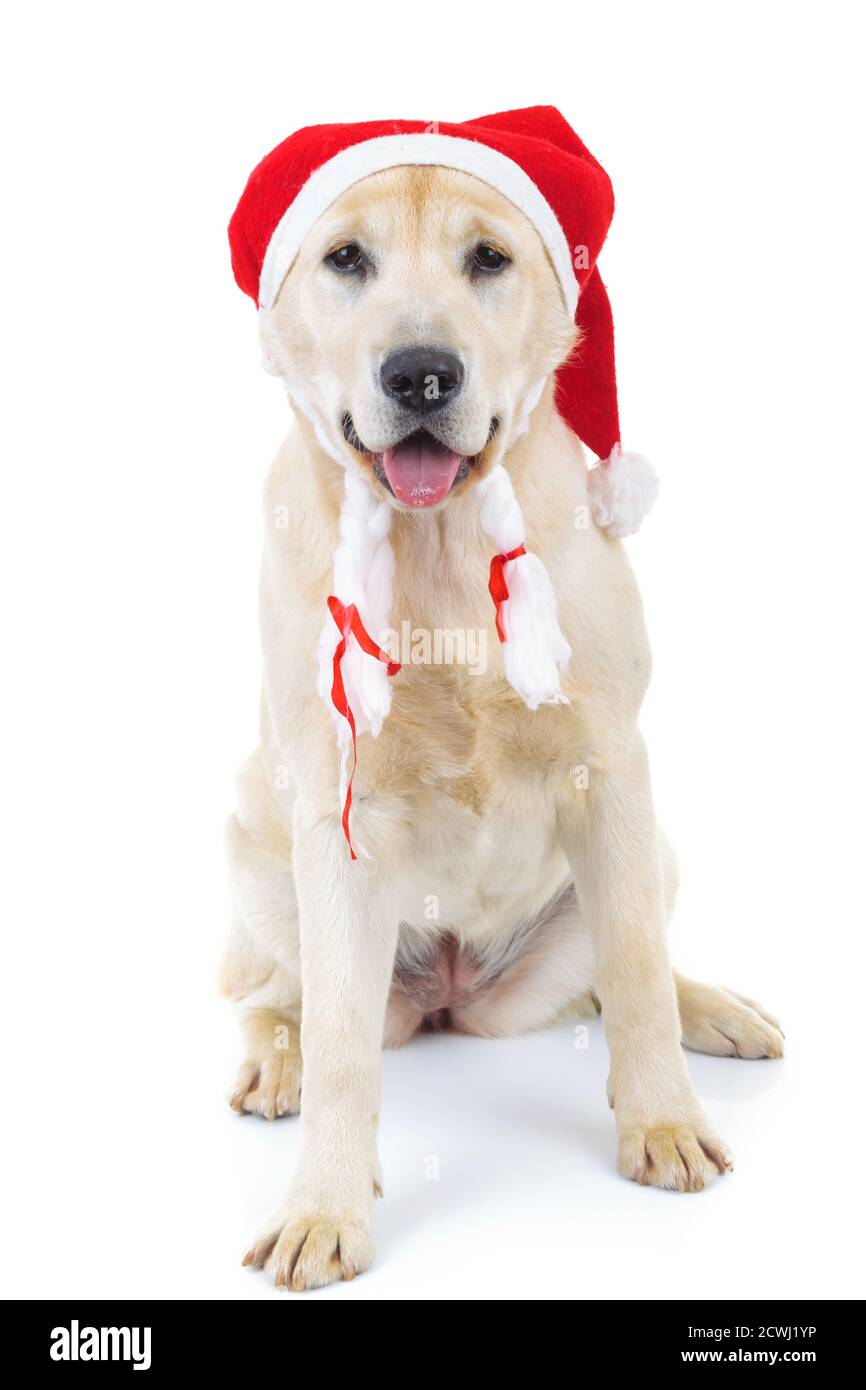 panting santa claus labrador retriever dor sitting on white background ...