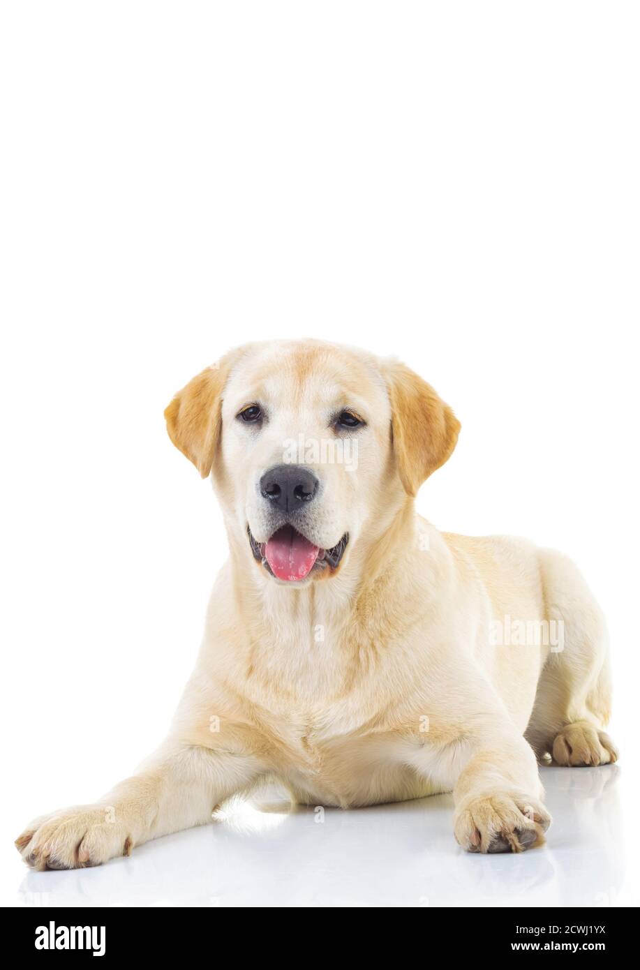 seated yellow labrador retriever with mouth open looking at the camera ...