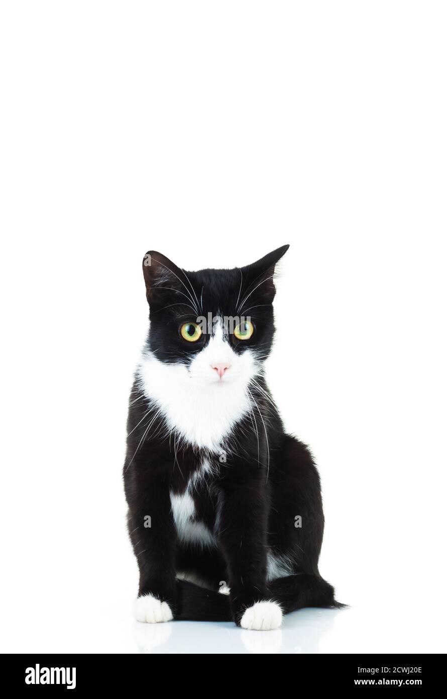 seated black and white cat, isolated on white background Stock Photo ...